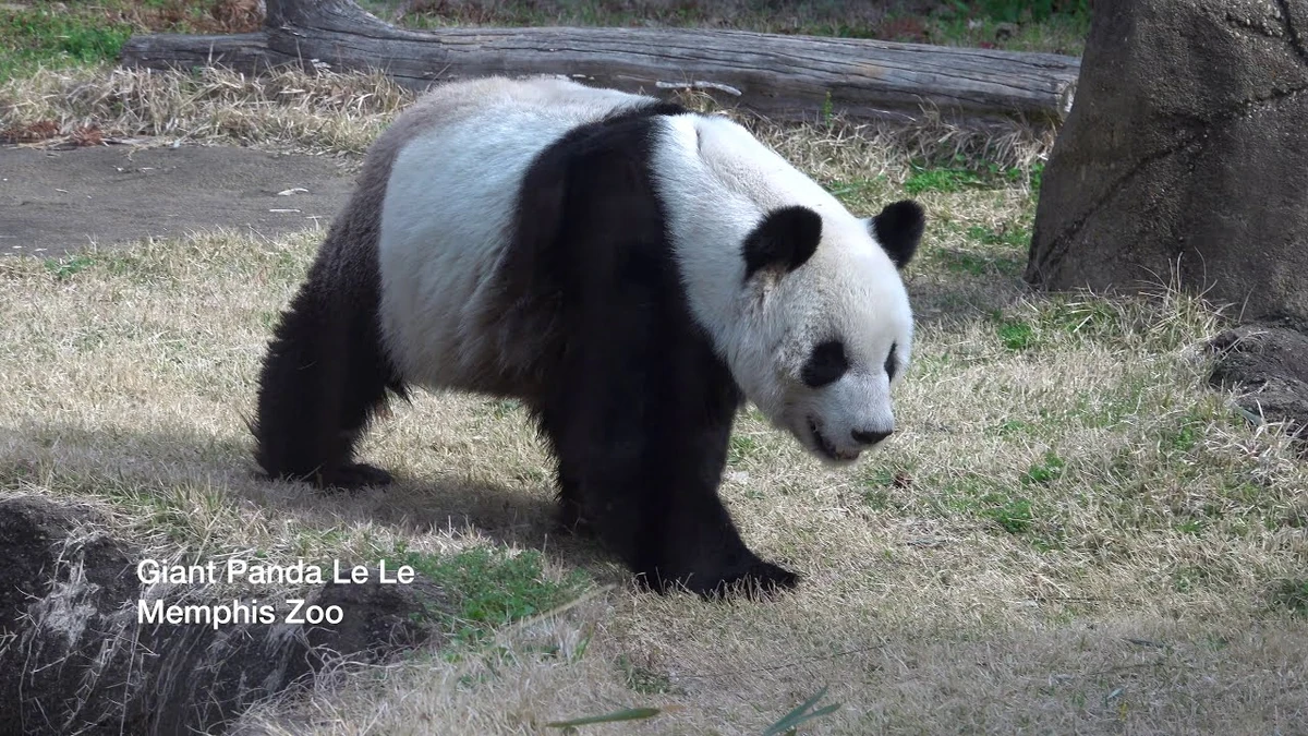 Jim Henson's Animal Show (NatureRules1 and GavenLovesAnimals' Style ...