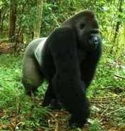 Cross River Gorilla | FictionRulezForever Wiki | Fandom