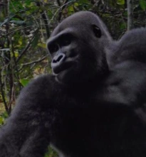 List of Species in Smithsonian Wildlife of the World ...