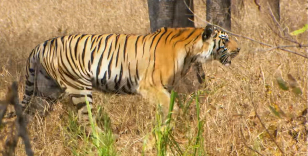 Tigers (2014) | FictionRulezForever Wiki | Fandom