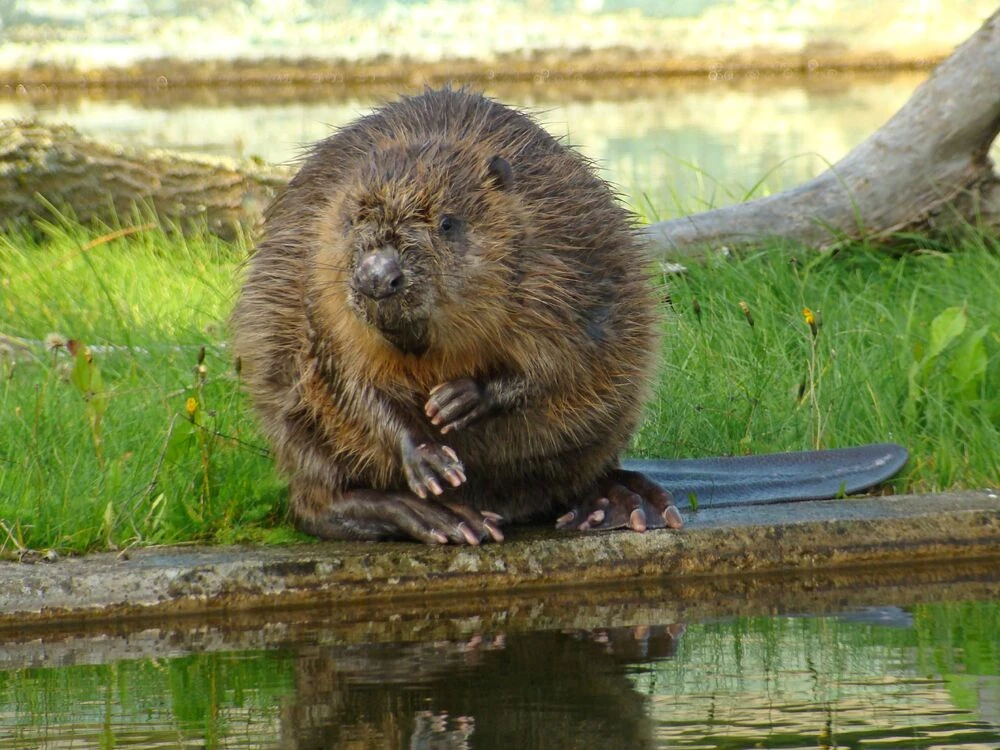 Eurasian Beaver | FictionRulezForever Wiki | Fandom