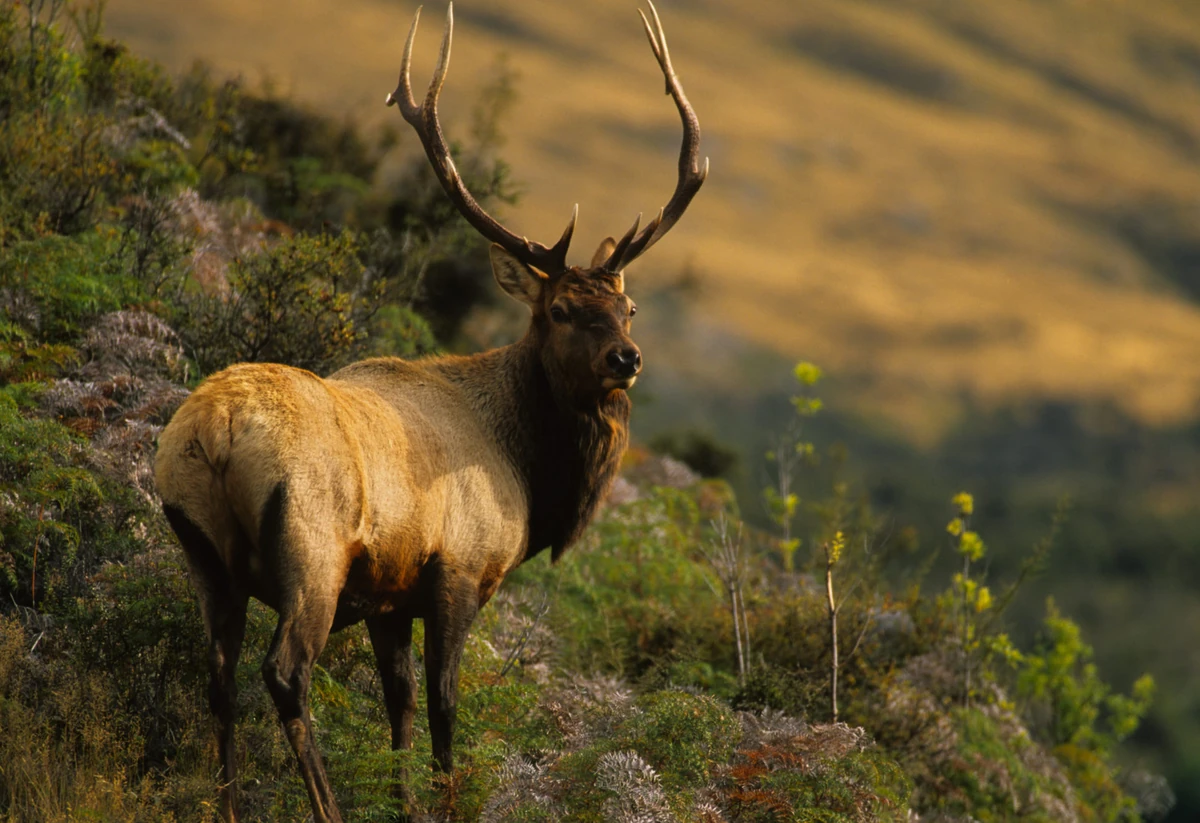 Roosevelt Elk | FictionRulezForever Wiki | Fandom
