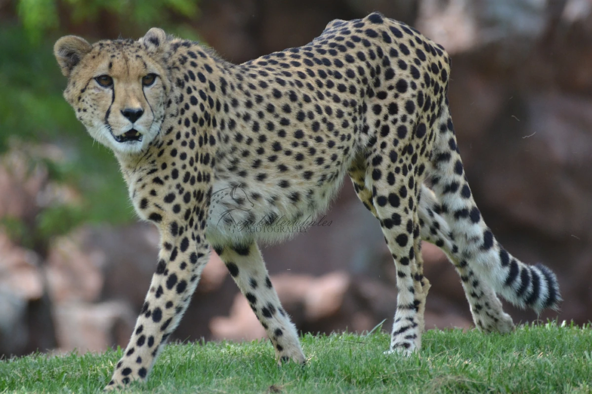 Category:Cheetah Spoofs | FictionRulezForever Wiki | Fandom