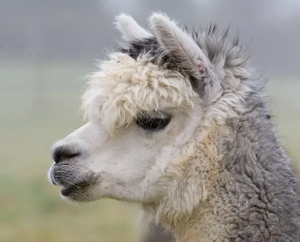 Alpaca | FictionRulezForever Wiki | Fandom