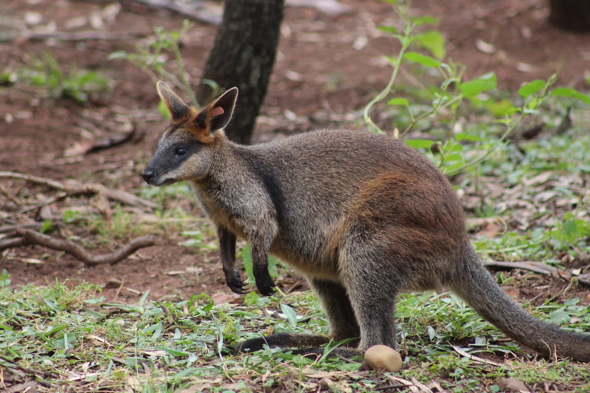 Swamp Wallaby | FictionRulezForever Wiki | Fandom