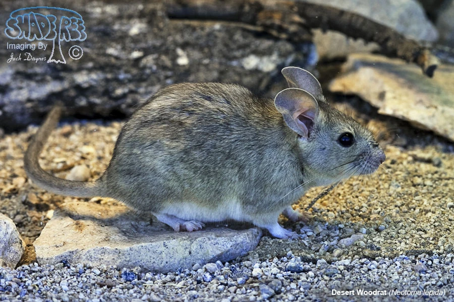 Desert Woodrat | FictionRulezForever Wiki | Fandom