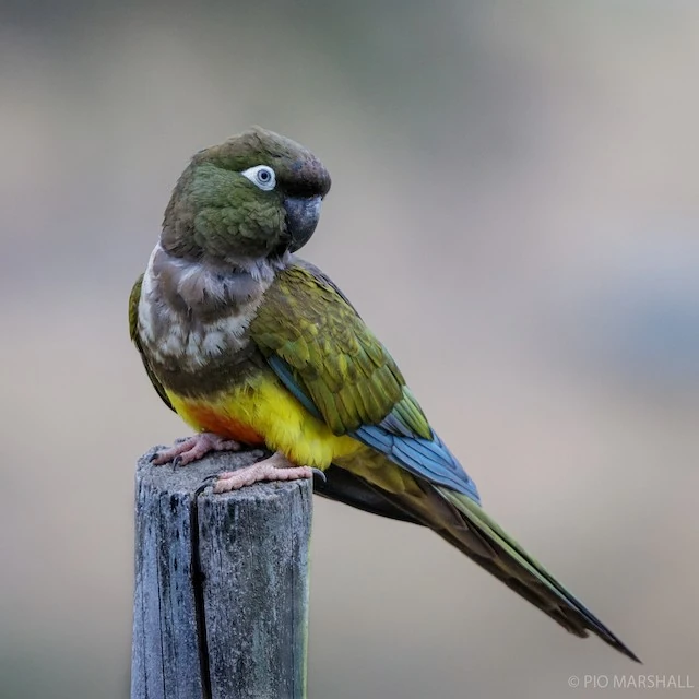 Burrowing Parrot | FictionRulezForever Wiki | Fandom