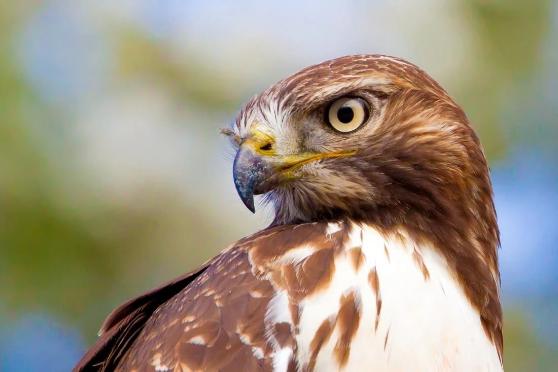 Red-Tailed Hawk | FictionRulezForever Wiki | Fandom