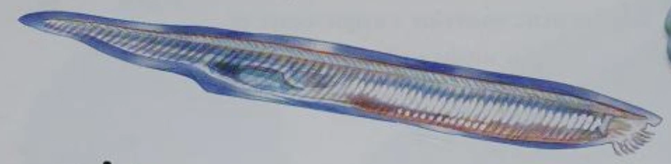 Lancelet | FictionRulezForever Wiki | Fandom