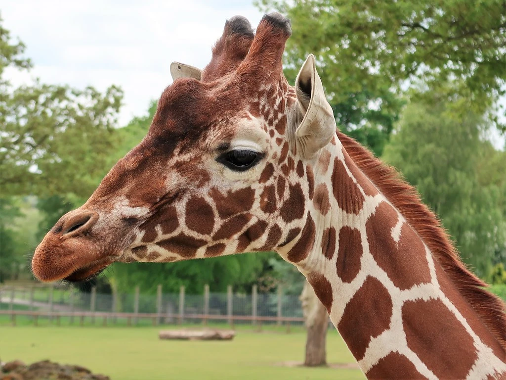 Reticulated Giraffe | FictionRulezForever Wiki | Fandom