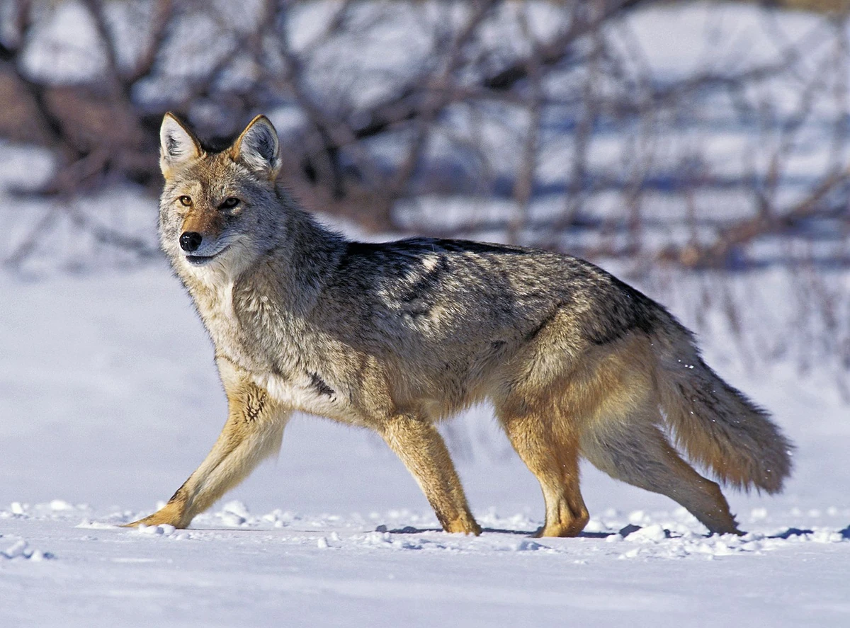 Coyote | FictionRulezForever Wiki | Fandom
