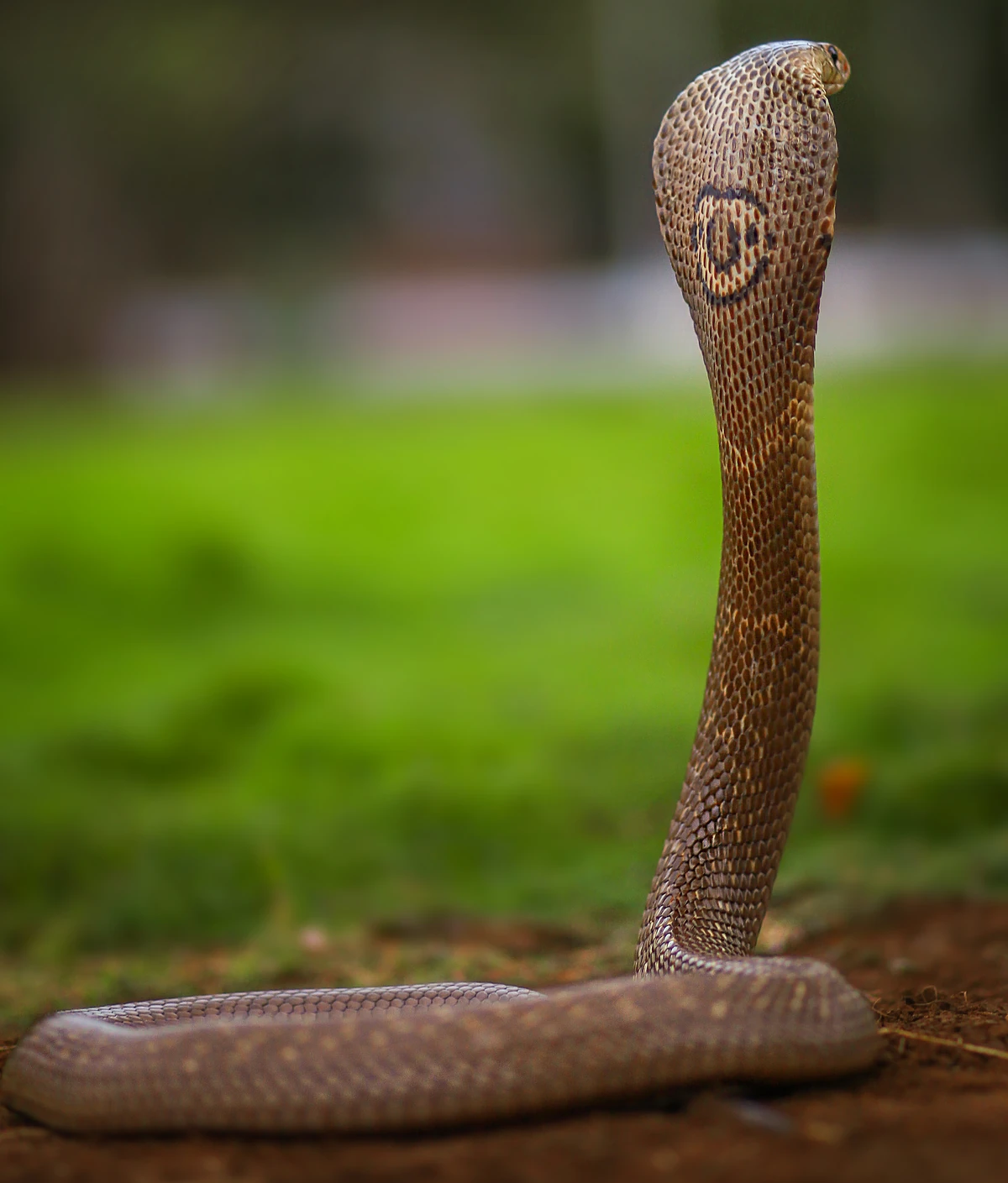 Monocled Cobra | FictionRulezForever Wiki | Fandom