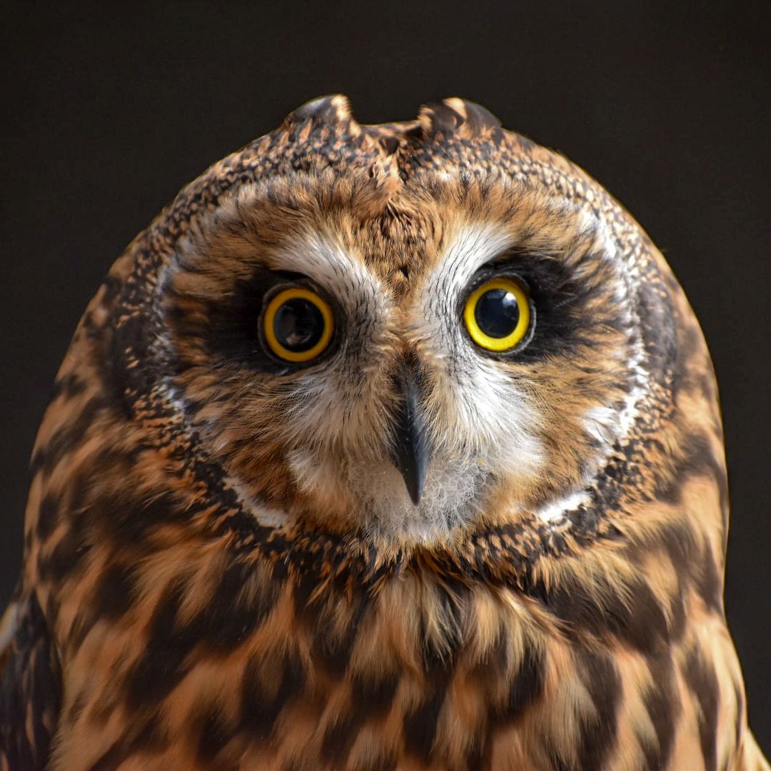 Short Eared Owl Fictionrulezforever Wiki Fandom