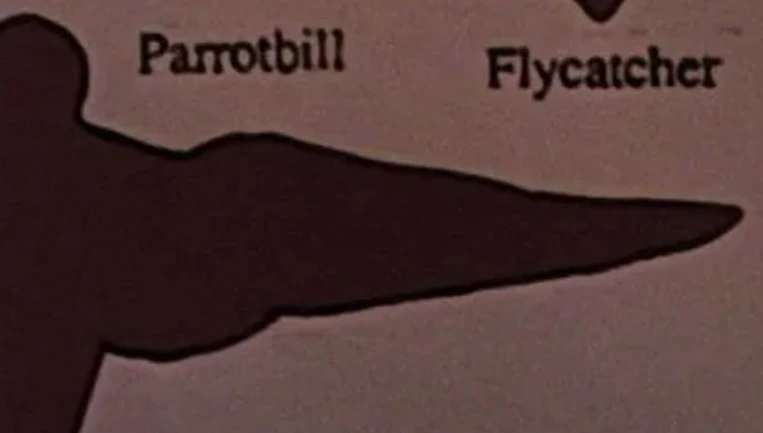 Parrotbill | FictionRulezForever Wiki | Fandom
