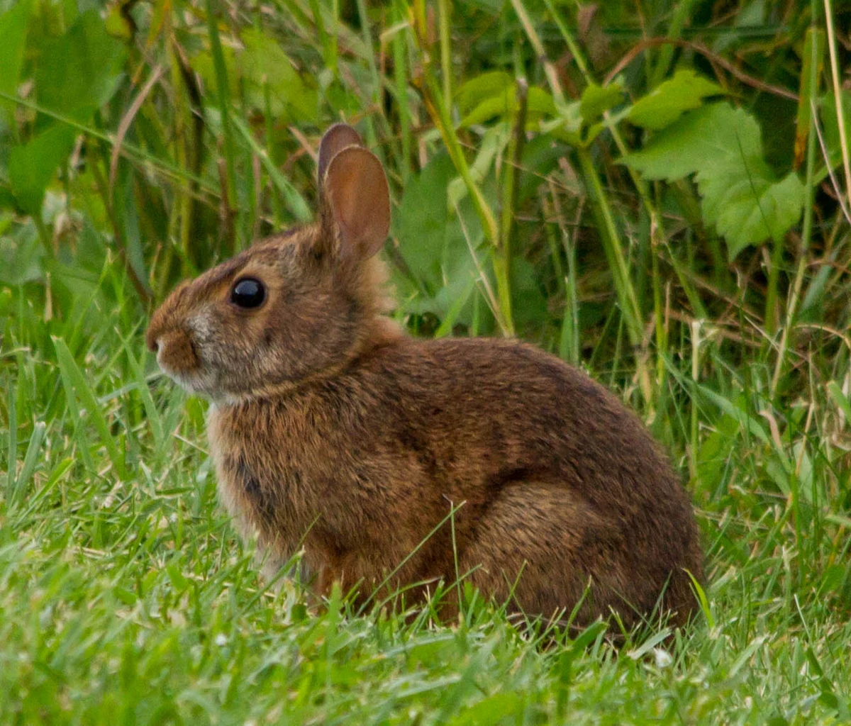 Appalachian Cottontail | FictionRulezForever Wiki | Fandom