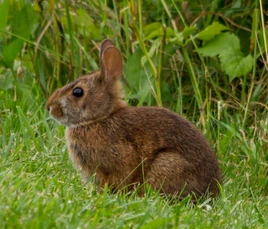 Appalachian Cottontail | FictionRulezForever Wiki | Fandom