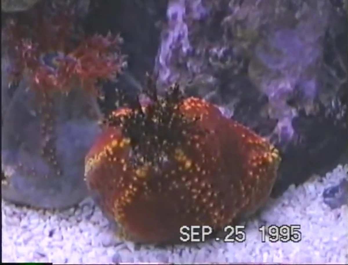 Sea Apple | FictionRulezForever Wiki | Fandom