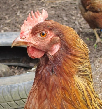 Domestic Chicken | FictionRulezForever Wiki | Fandom