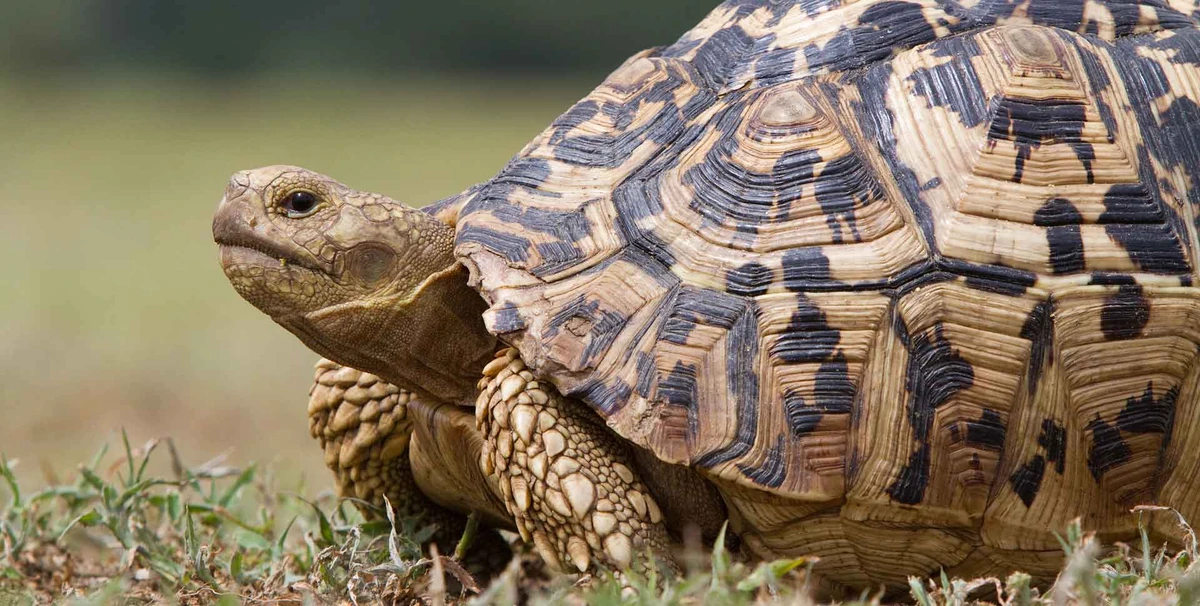 Leopard Tortoise | FictionRulezForever Wiki | Fandom
