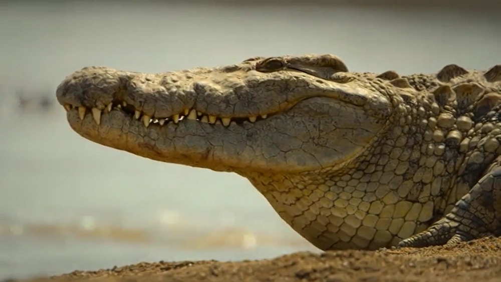 Seven Little Reptiles | FictionRulezForever Wiki | Fandom