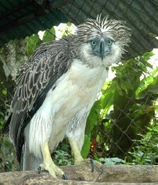Philippine Eagle | FictionRulezForever Wiki | Fandom