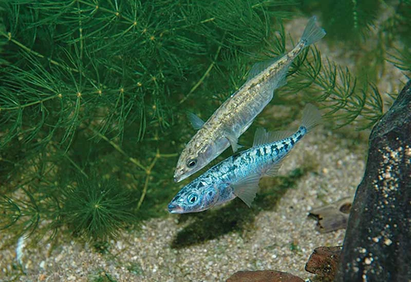 Category:Ray-Finned Fish | FictionRulezForever Wiki | Fandom