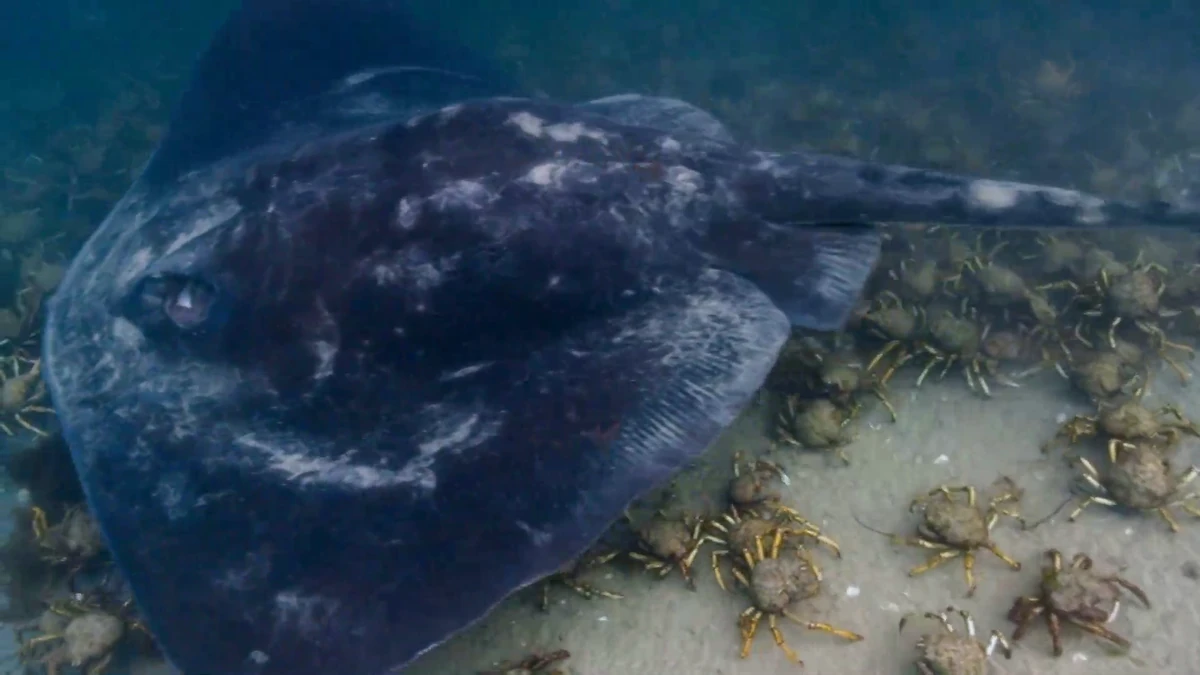 Short-Tail Stingray | FictionRulezForever Wiki | Fandom