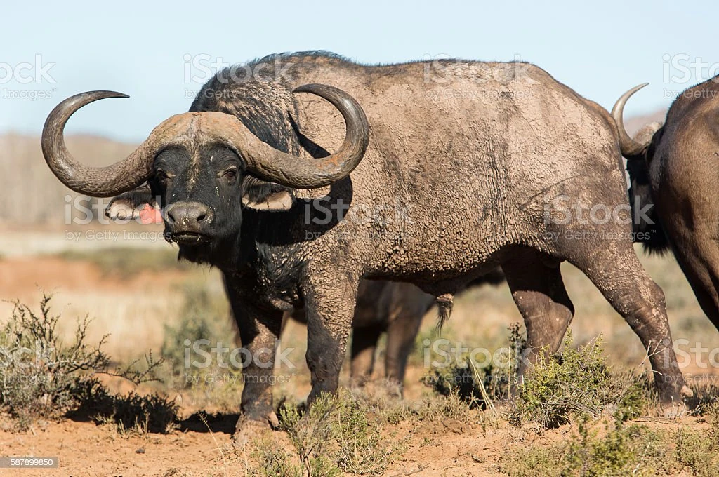 Cape Buffalo Attack Humans