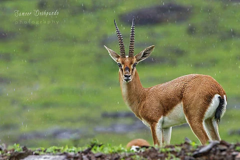 Chinkara | FictionRulezForever Wiki | Fandom