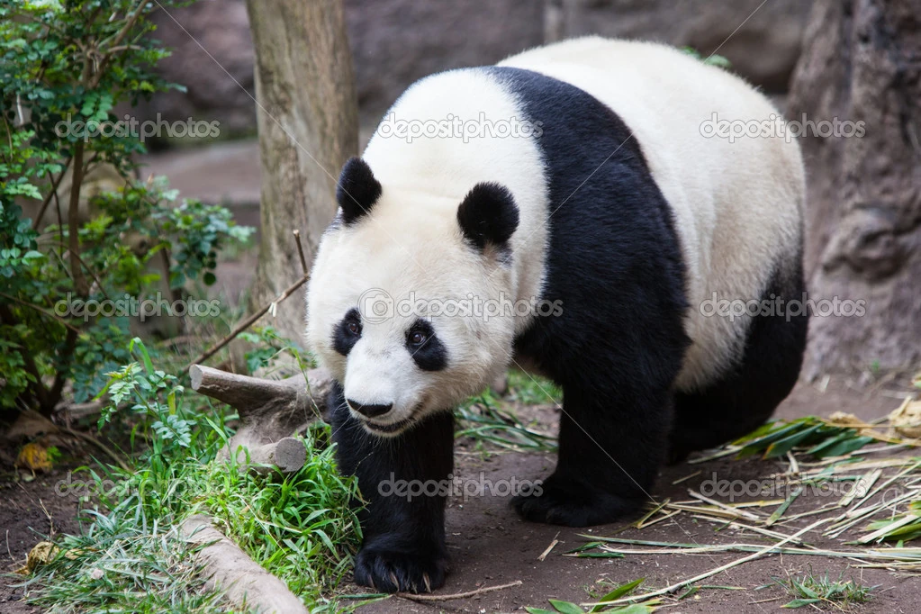 Giant Panda Ailuropoda Melanoleuca
