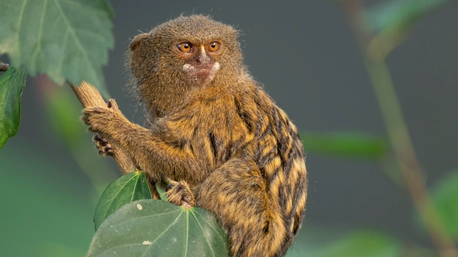 Pygmy Marmoset Full Grown