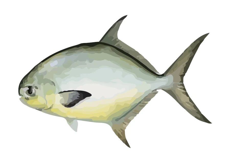 Snubnose Pompano | FictionRulezForever Wiki | Fandom