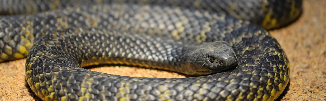 Eastern Tiger Snake