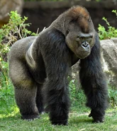 Primate Age Series | FictionRulezForever Wiki | Fandom