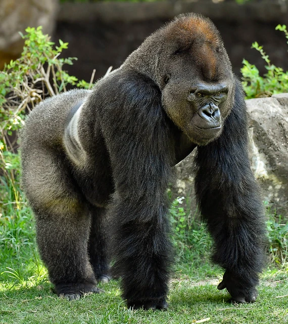 Primate Age Series | FictionRulezForever Wiki | Fandom