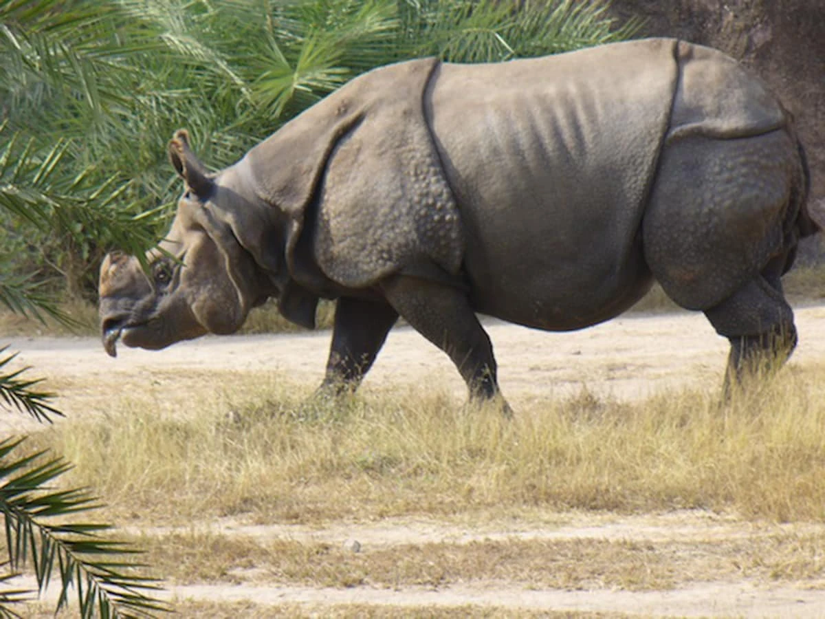 Javan Rhinoceros | FictionRulezForever Wiki | Fandom