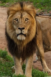 Transvaal Lion | FictionRulezForever Wiki | Fandom