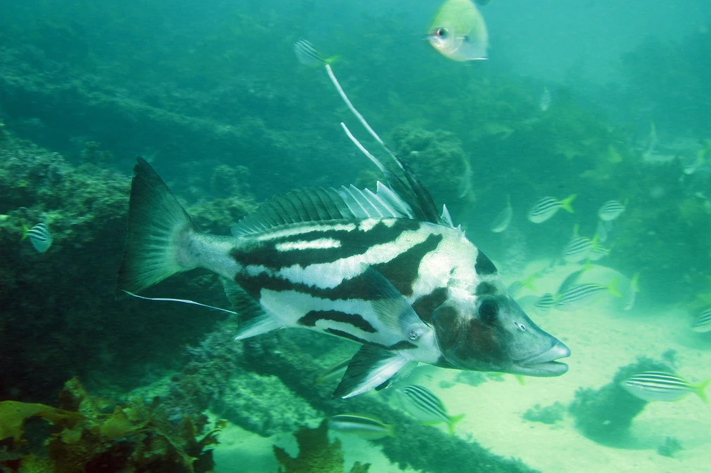 Giant Boarfish | FictionRulezForever Wiki | Fandom