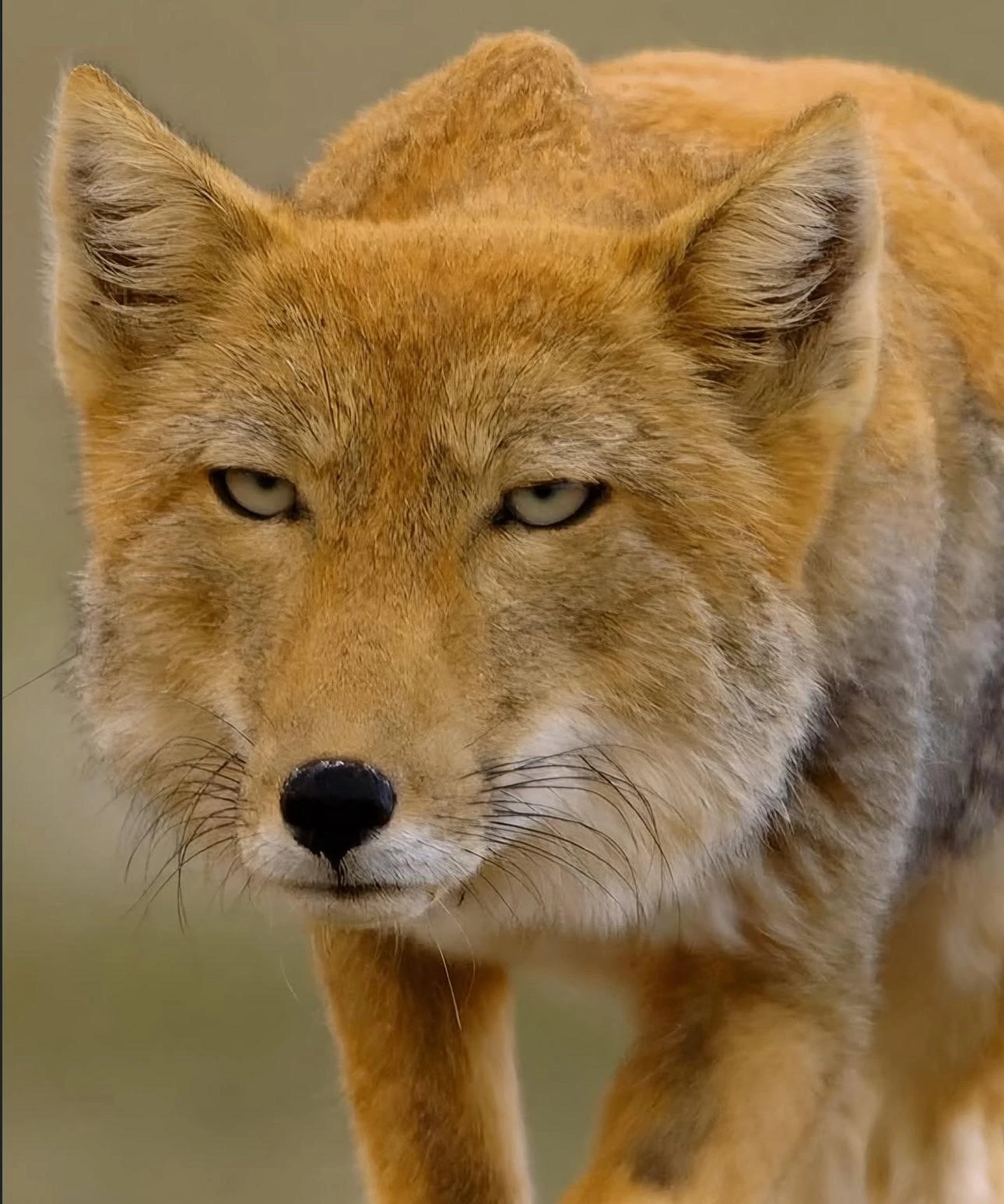Tibetan Fox | FictionRulezForever Wiki | Fandom