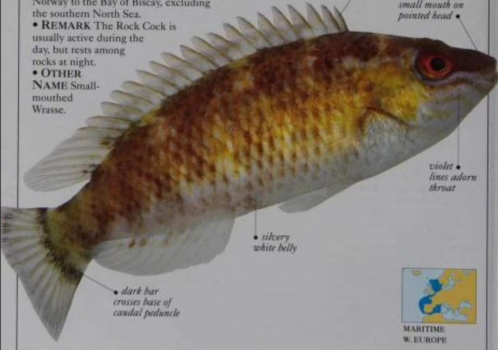 Rock Cook | FictionRulezForever Wiki | Fandom