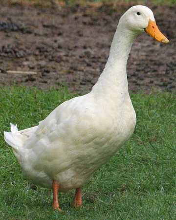 Domestic Duck/Gallery | FictionRulezForever Wiki | Fandom