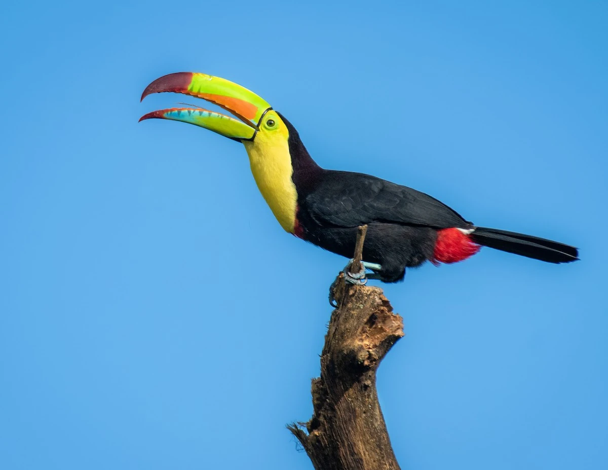 Keel-Billed Toucan | FictionRulezForever Wiki | Fandom