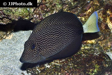 Spotted Tang | FictionRulezForever Wiki | Fandom