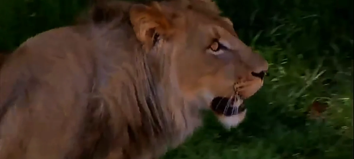 Lion (Shrek) | FictionRulezForever Wiki | Fandom