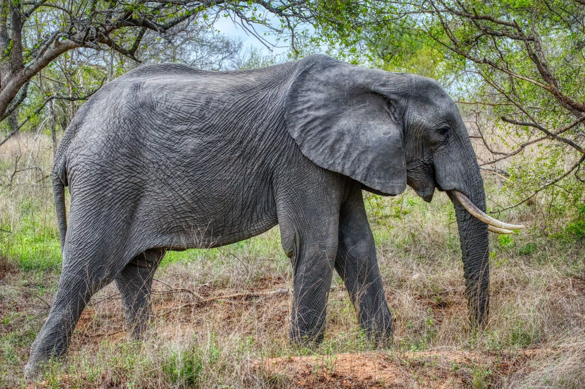 African Bush Elephantz | FictionRulezForever Wiki | Fandom