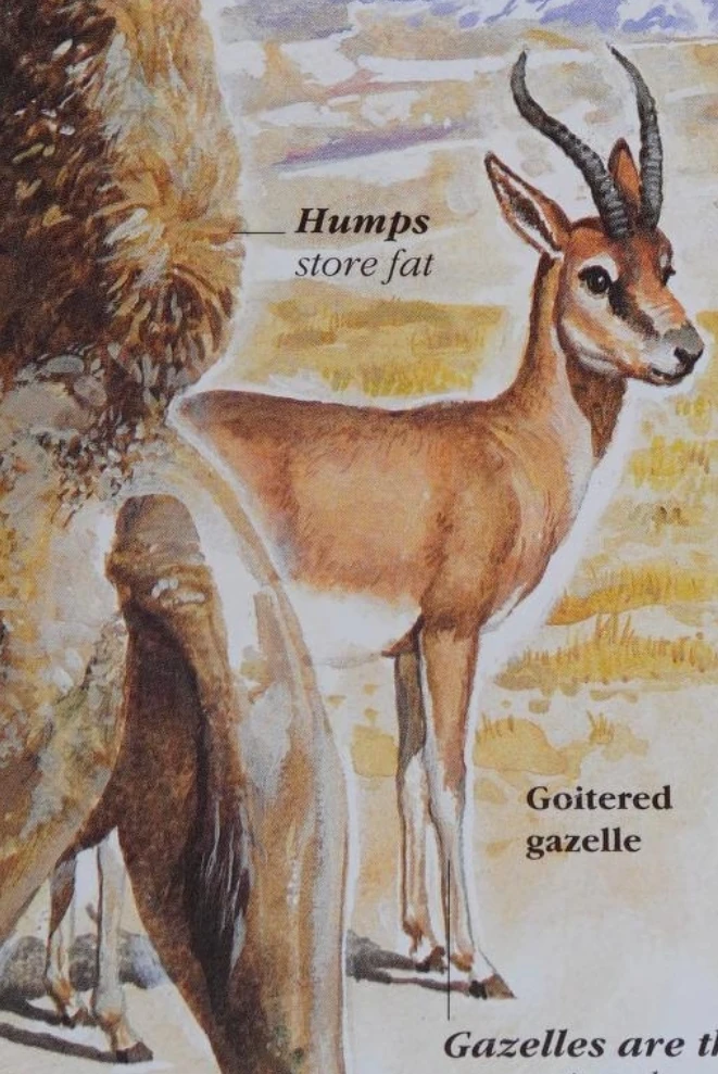 Goitered Gazelle | FictionRulezForever Wiki | Fandom