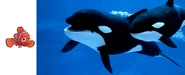 Orca/Gallery | FictionRulezForever Wiki | Fandom
