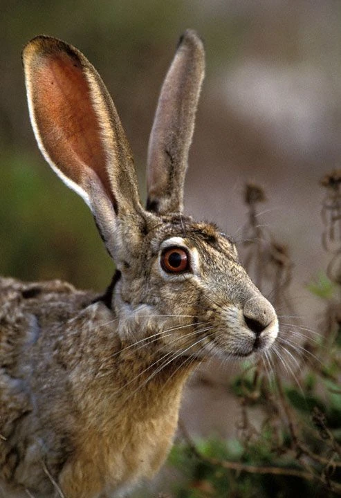 Black-Tailed Jackrabbit | FictionRulezForever Wiki | Fandom