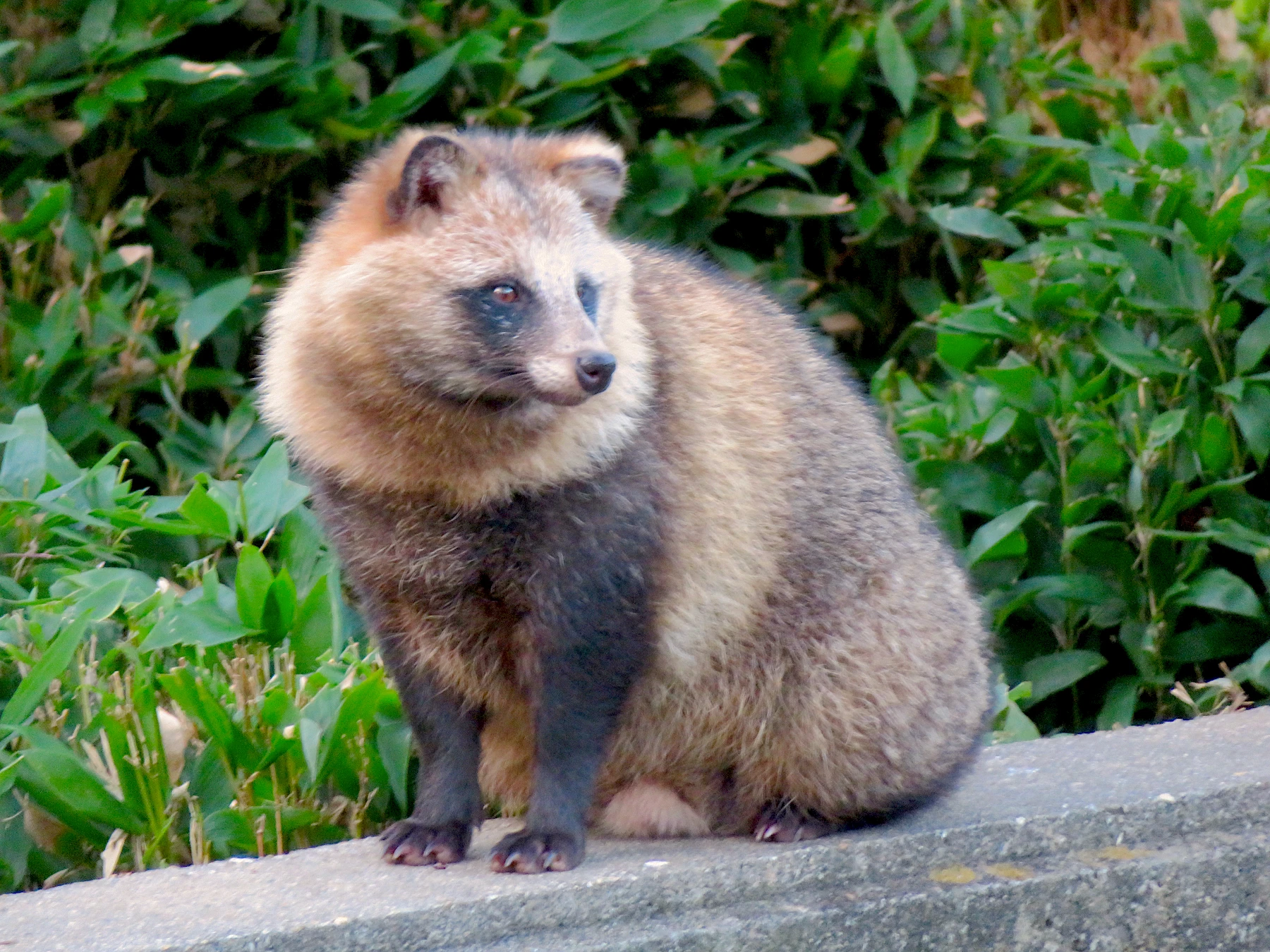 Shane The Raccoondog Wikifur The Furry Encyclopedia