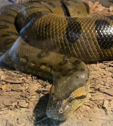 Green Anaconda | FictionRulezForever Wiki | Fandom